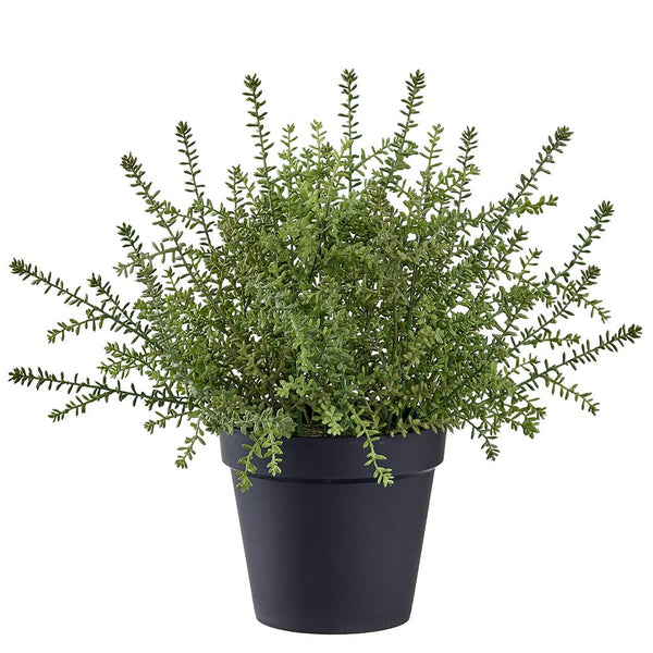 22" Sedum Plant in Plastic Pot - Green
